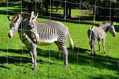 Edinburgh Zoo