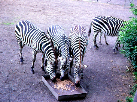 Edinburgh Zoo